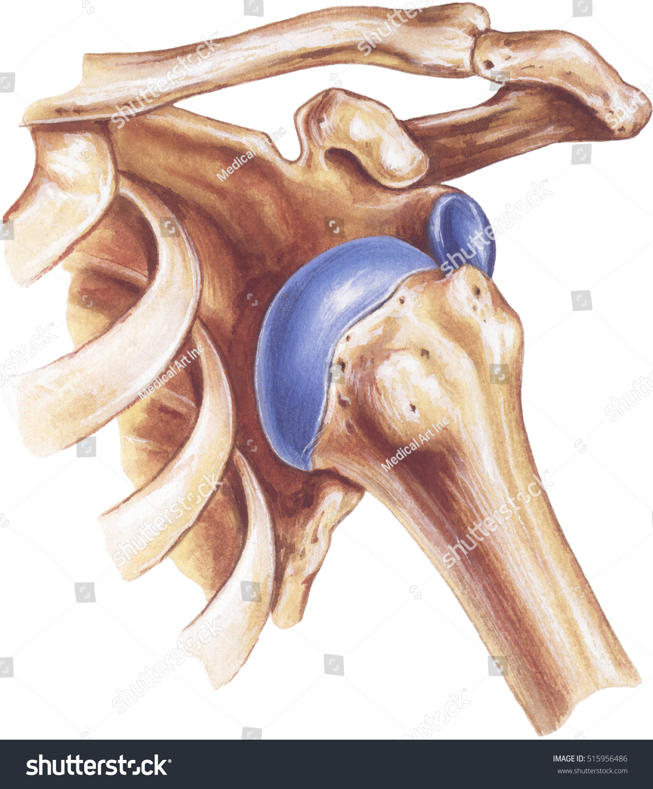 Shoulder Bones Dislocated: ภาพประกอบสต็อก 515956486