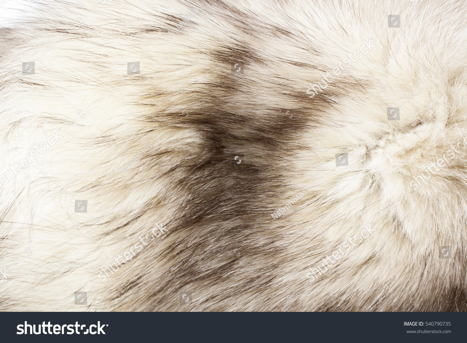 Silver Fox Fur Texture Stock Photo 540790735 | Shutterstock