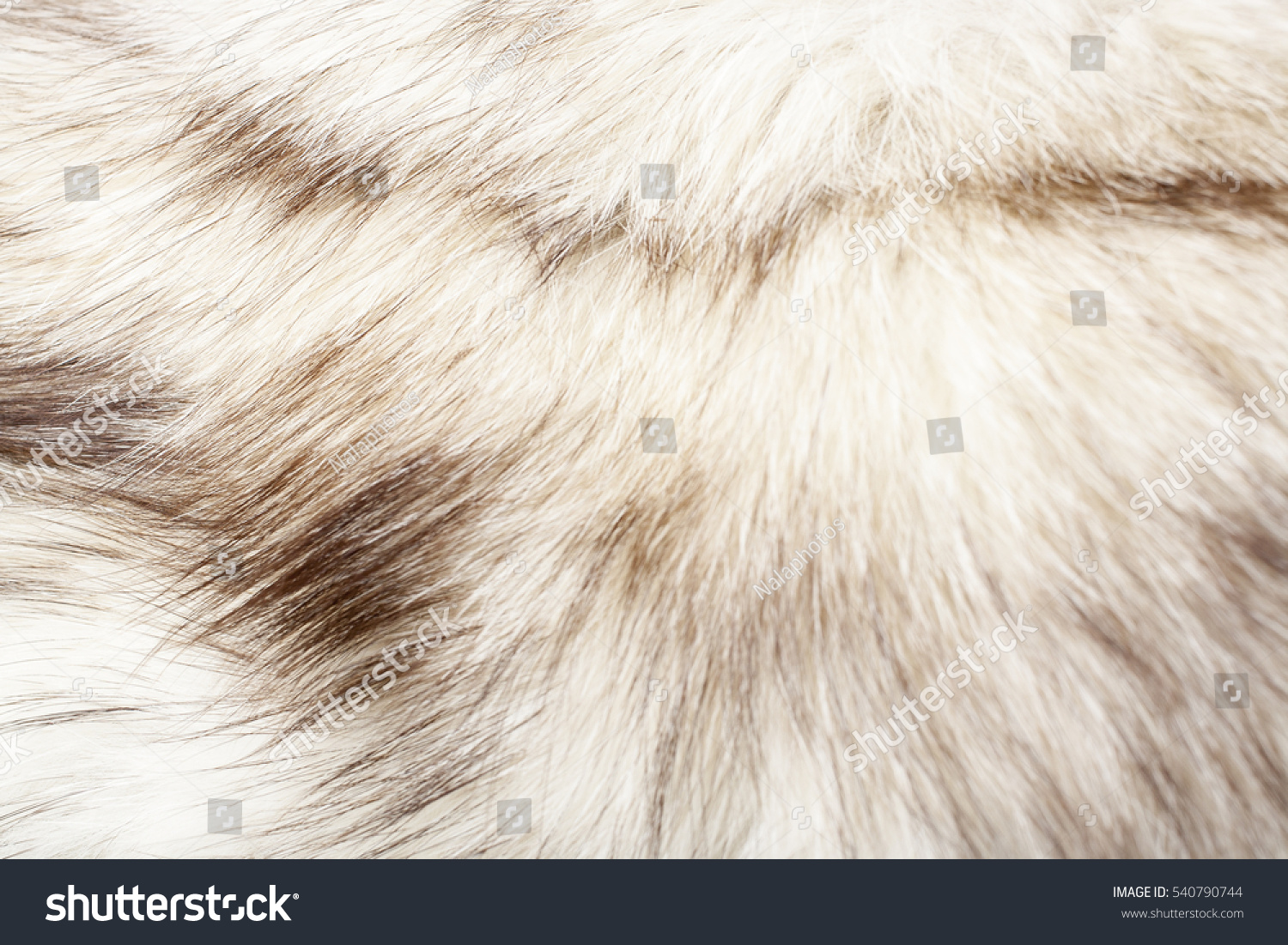 Silver Fox Fur Texture Stock Photo (Edit Now) 540790744