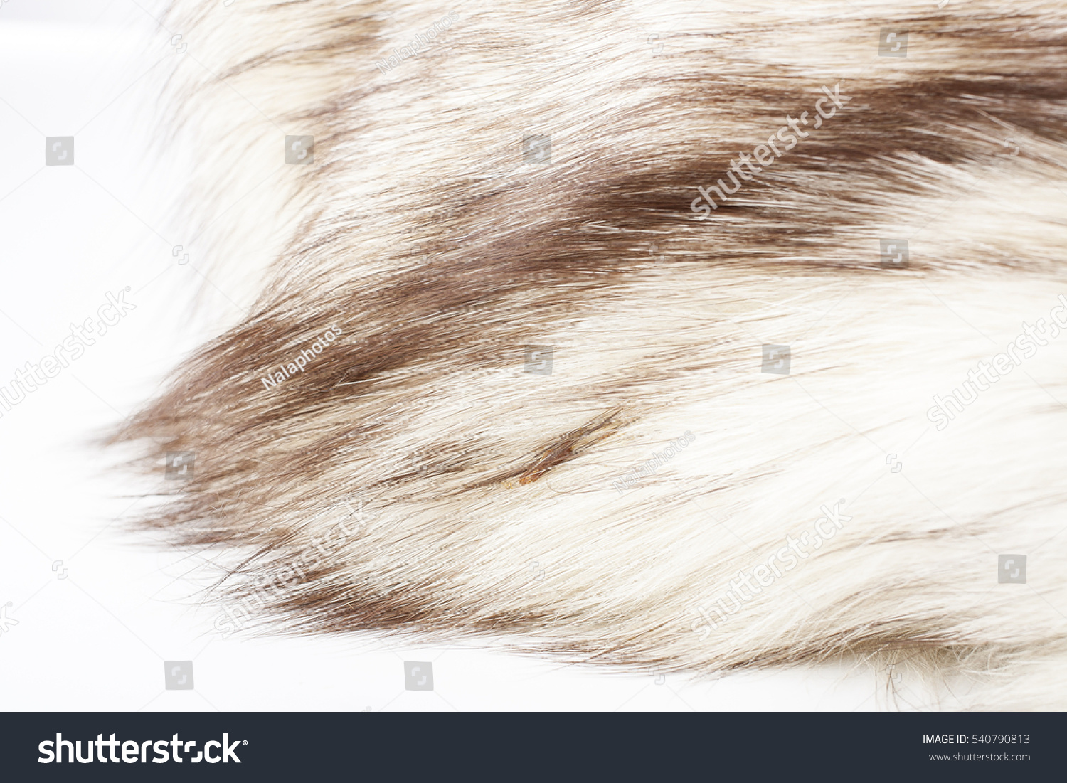 Silver Fox Fur Texture Stock Photo (Edit Now) 540790813
