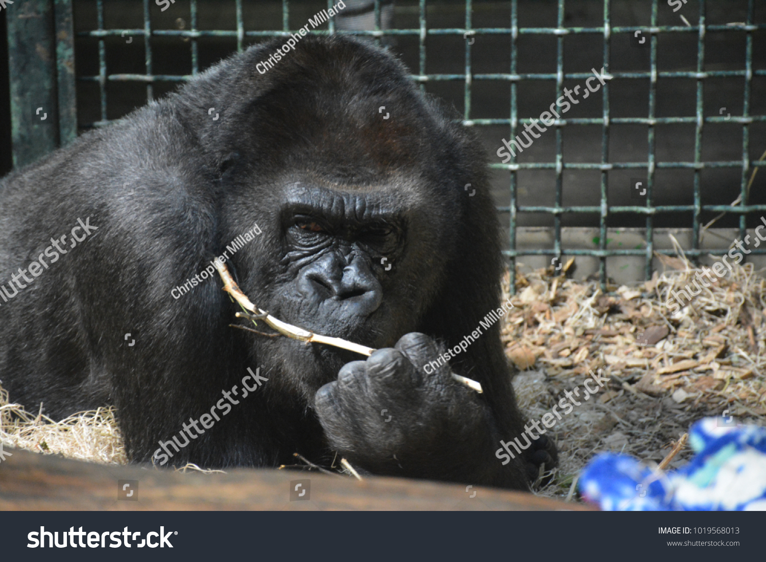 Silverback Gorilla Monkey Stock Photo (Edit Now) 1019568013