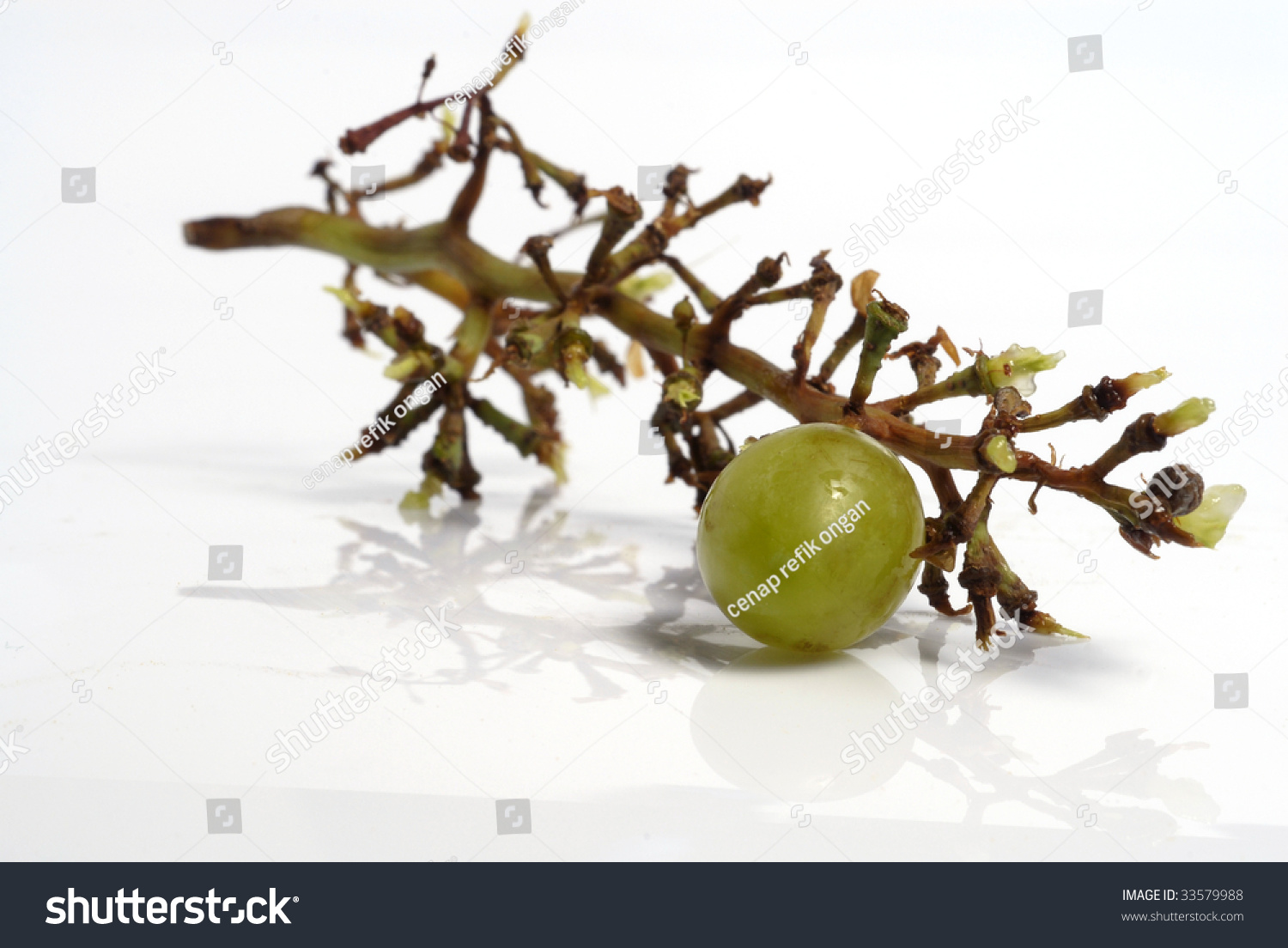 Single Grape Stock Photo 33579988 : Shutterstock