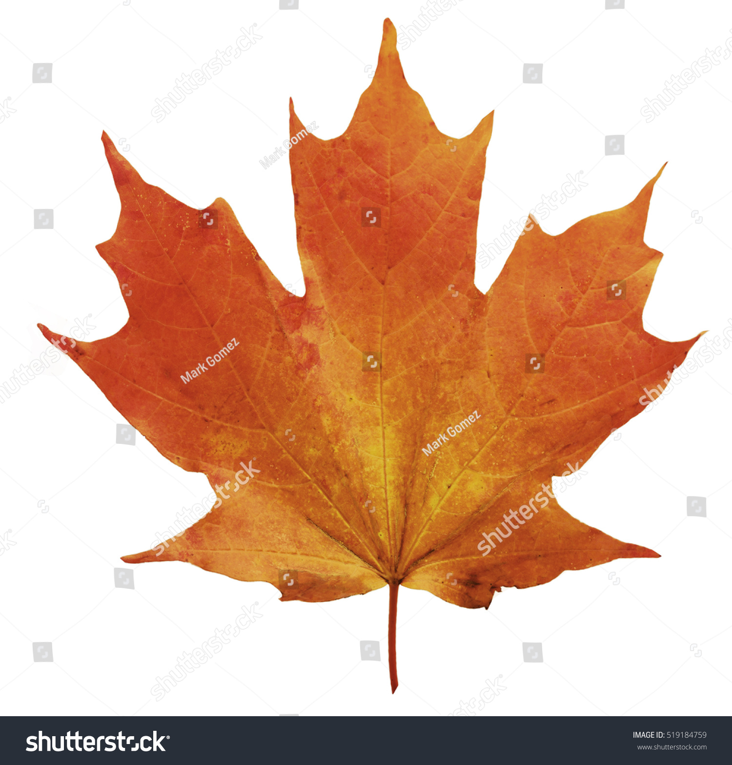Single Maple Leaf 3 Stock Photo 519184759 | Shutterstock