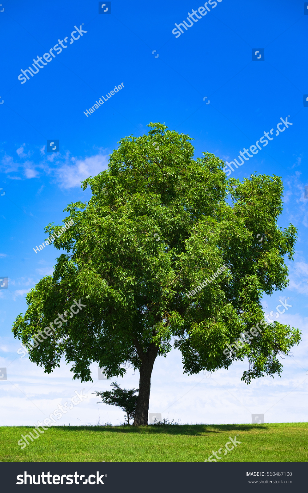 Single Tree Stock Photo 560487100 | Shutterstock