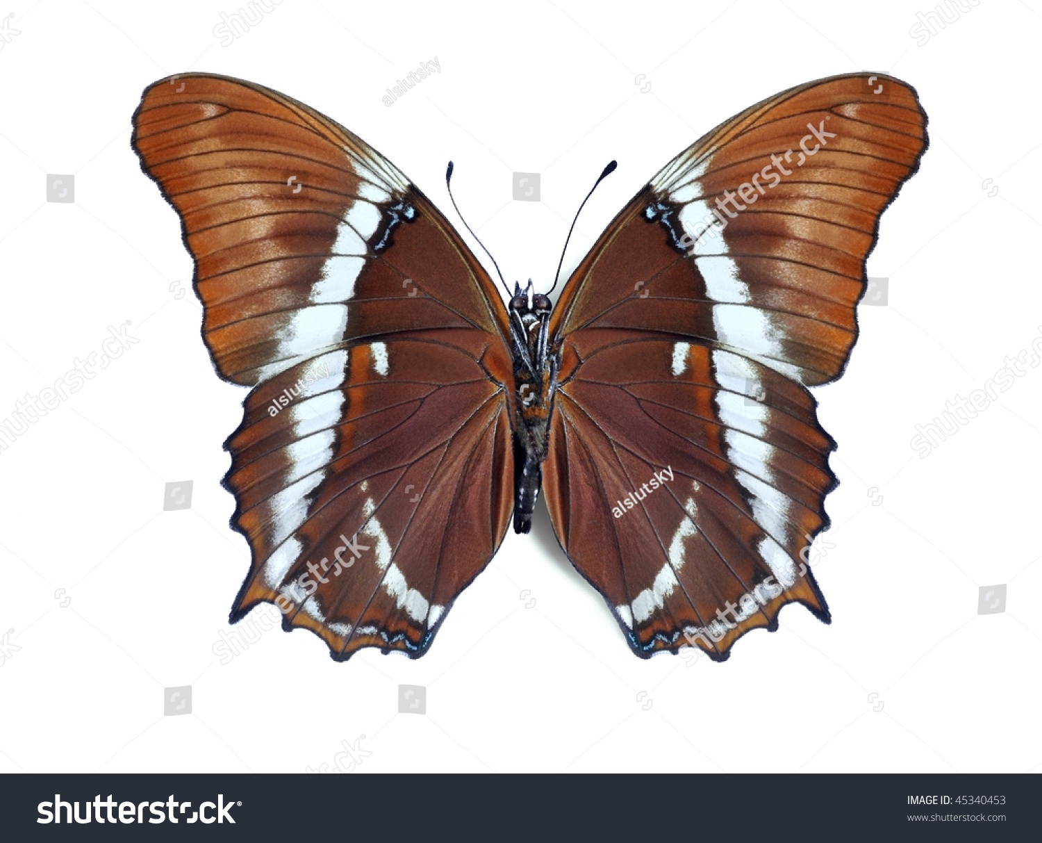 Siproeta Epaphus Underside Stock Photo 45340453 | Shutterstock