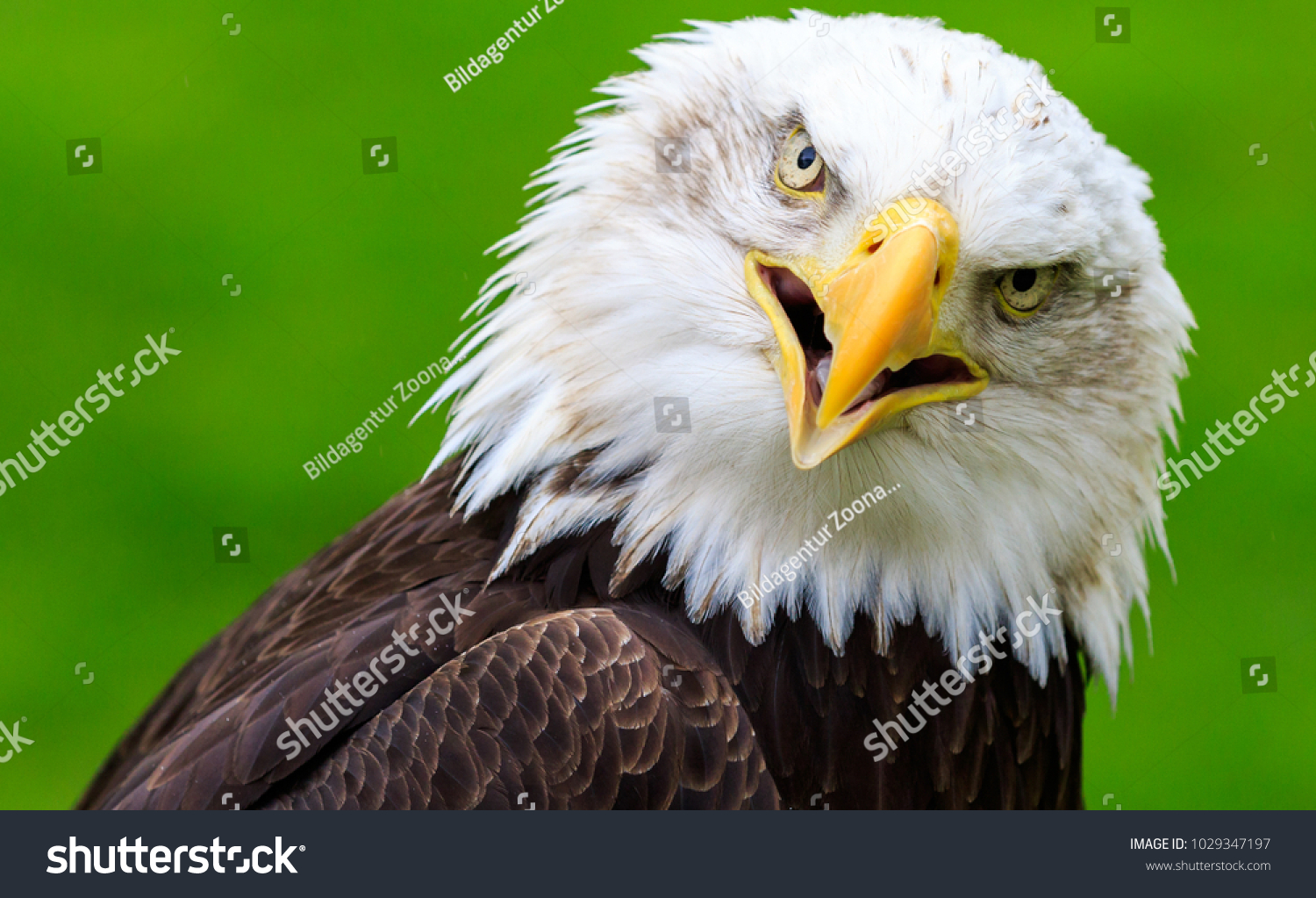 Sitting Bald Eagle Stock Photo (Edit Now) 1029347197