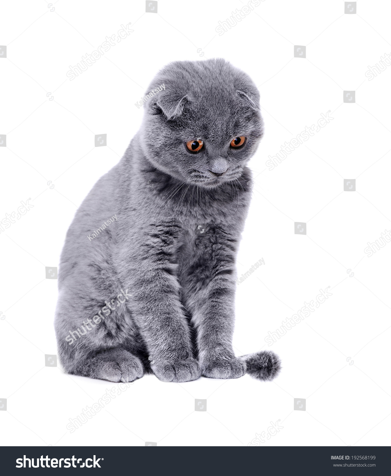 Cat Looking Down Profile