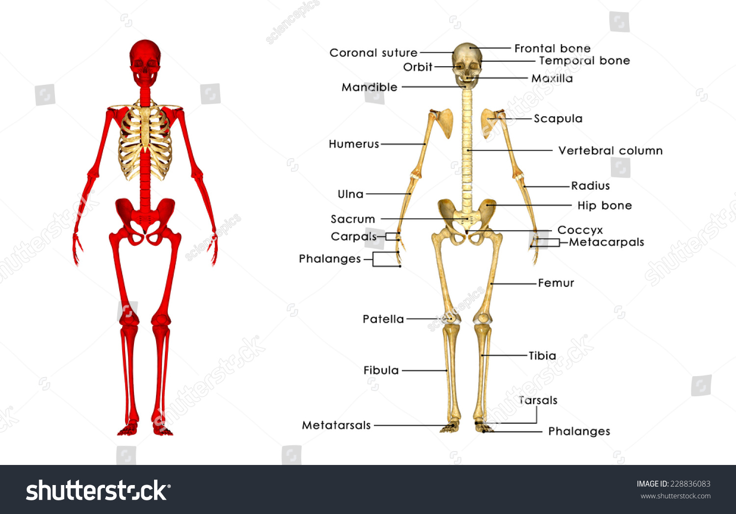 Skeleton Stock Illustration 228836083