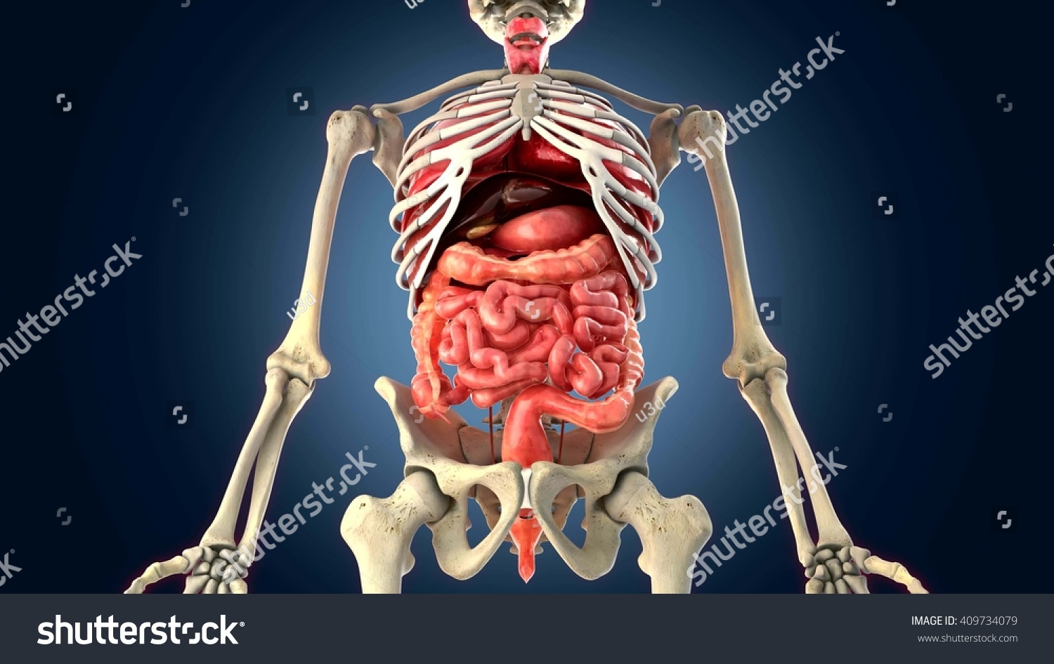 Skeleton Internal Organs 3d Rendering: ilustración de stock 409734079 ...