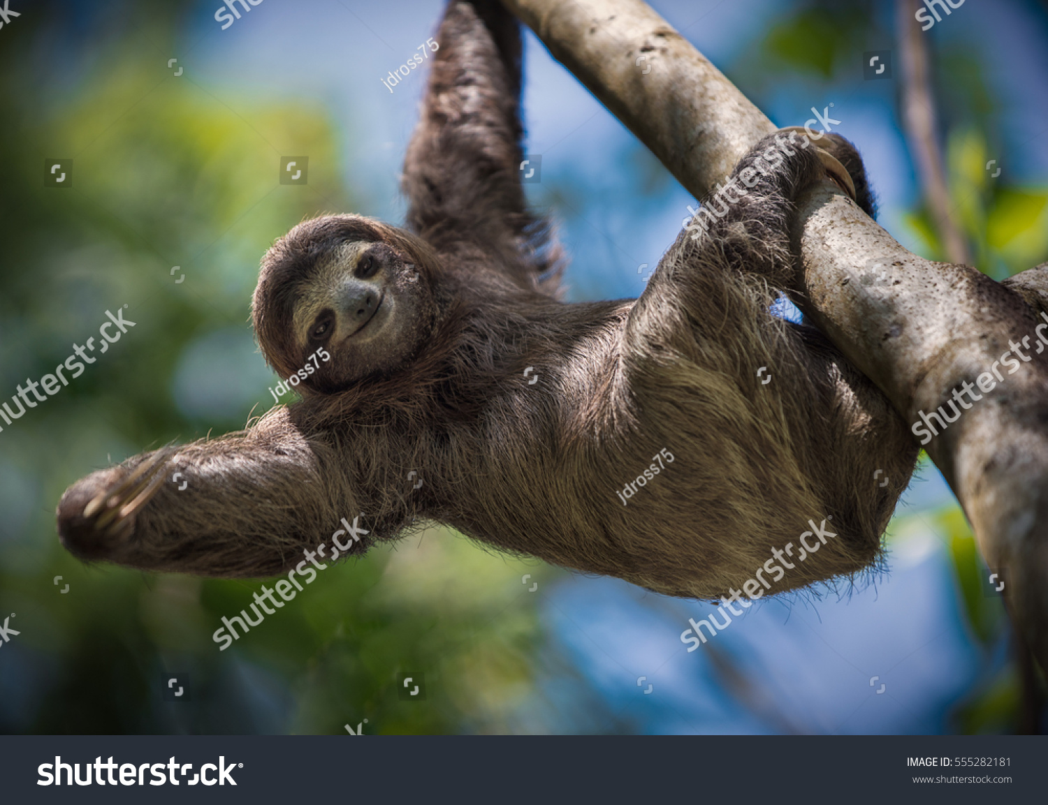 Sloth Stock Photo 555282181 - Shutterstock