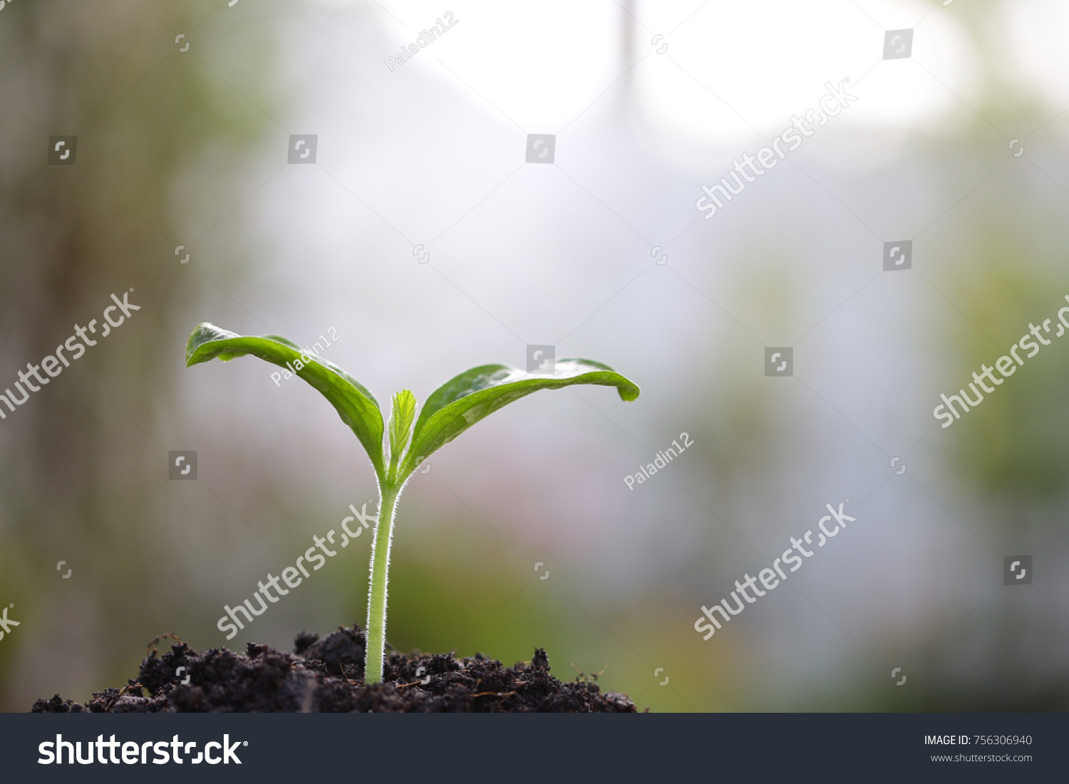 Small Growing Tree Stock Photo 756306940 | Shutterstock