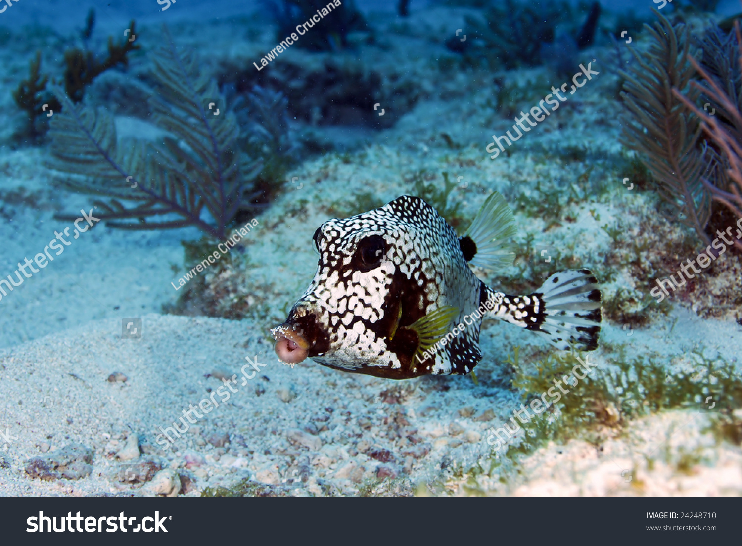 6.221 imagens de Trunk fish Imagens, fotos stock e vetores | Shutterstock