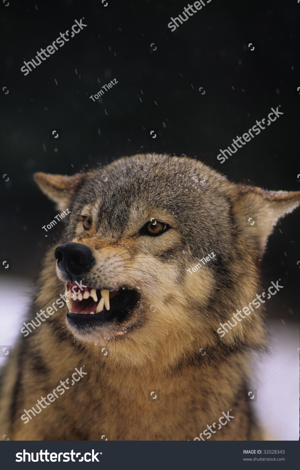 Snarling Gray Wolf Stock Photo 32028343 : Shutterstock
