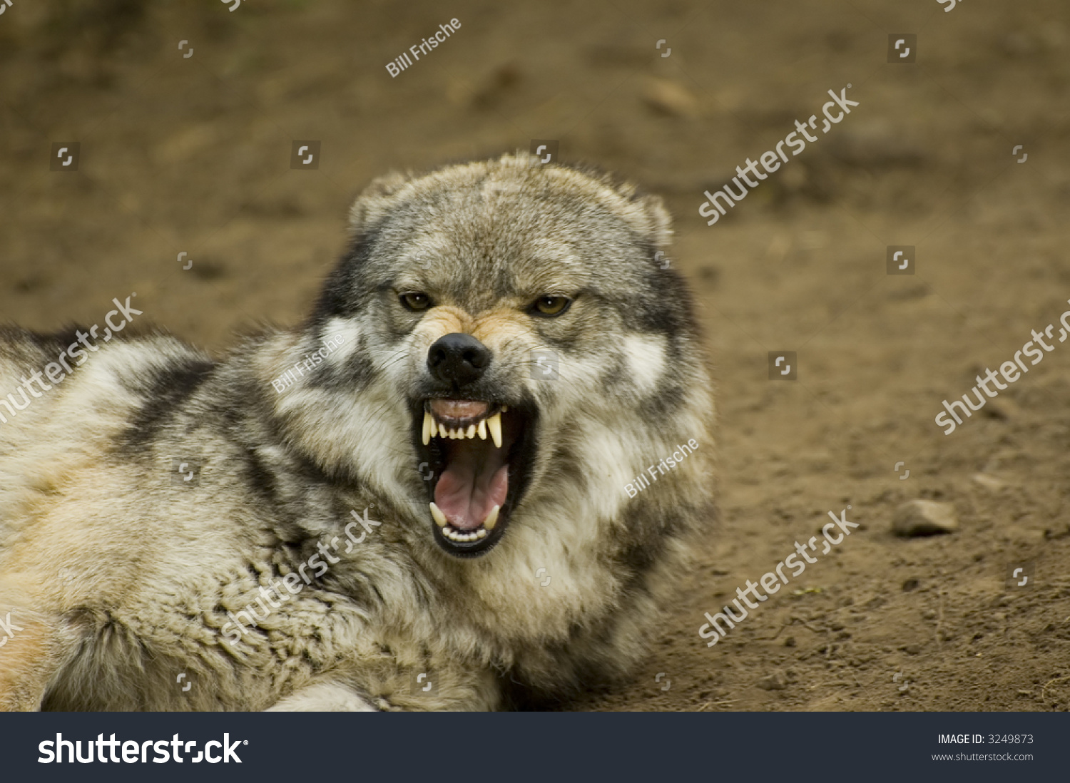 Snarling Wolf Stock Photo 3249873 : Shutterstock