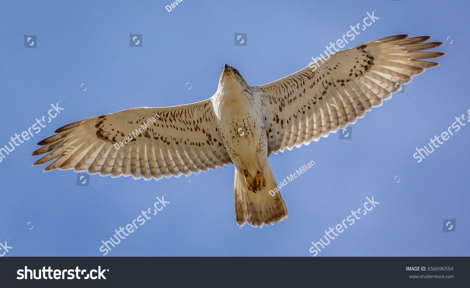 Soaring Hawk Stock Photo 656696554 | Shutterstock