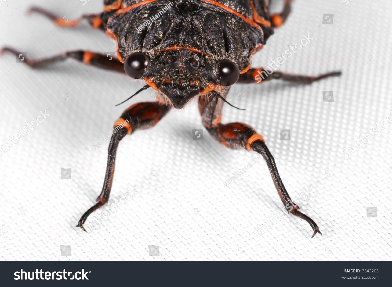 Some Funny Looking Bug Stock Photo 3542205 : Shutterstock