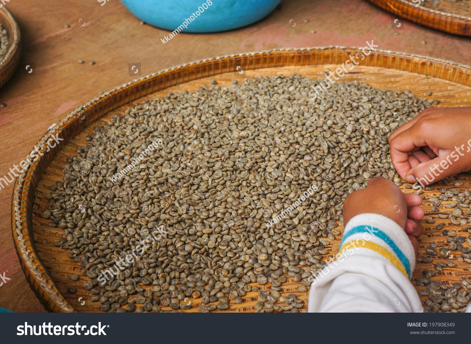 Sorting Coffee Beans Stock Photo 197908349 | Shutterstock