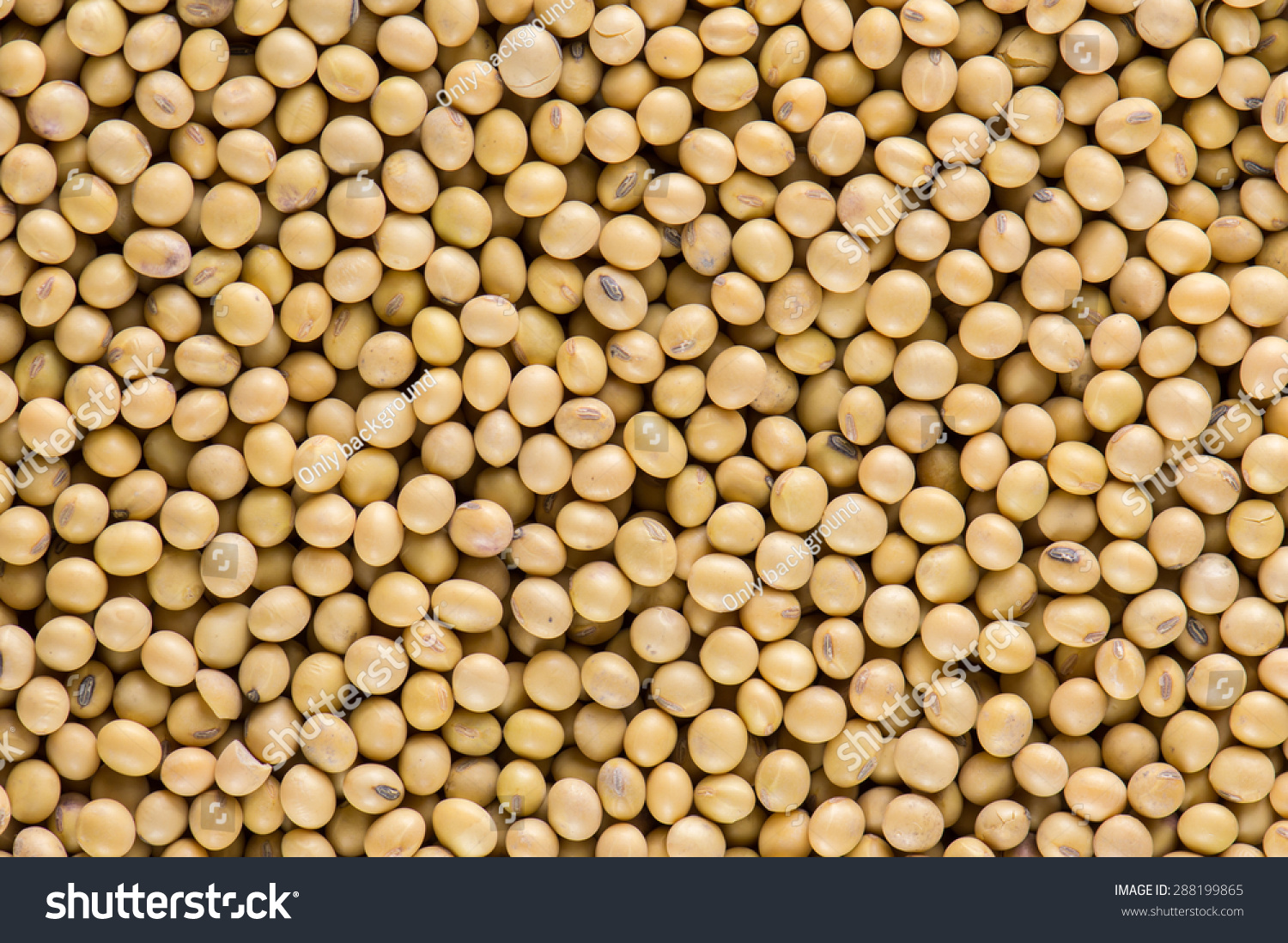 Soybean Background Stock Photo 288199865 | Shutterstock