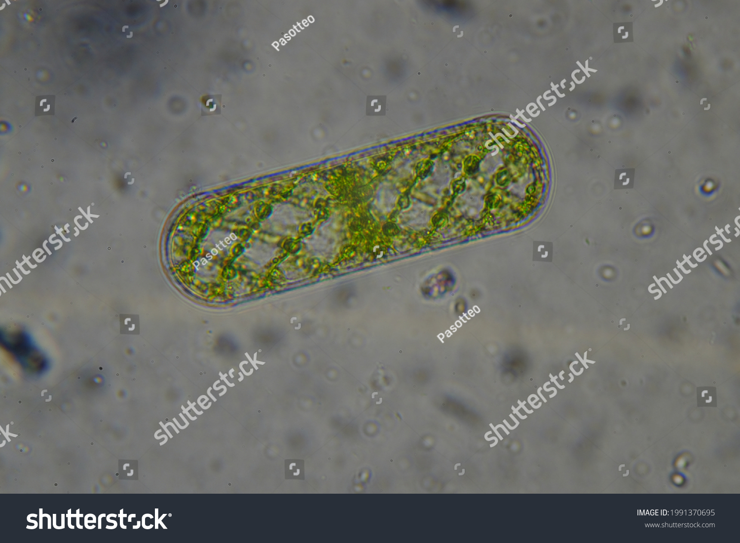 Spirogyra Green Algae Fresh Water Stock Photo 1991370695 | Shutterstock Spirogyra Green Algae Fresh Water Stock Photo 1991370695 | Shutterstock