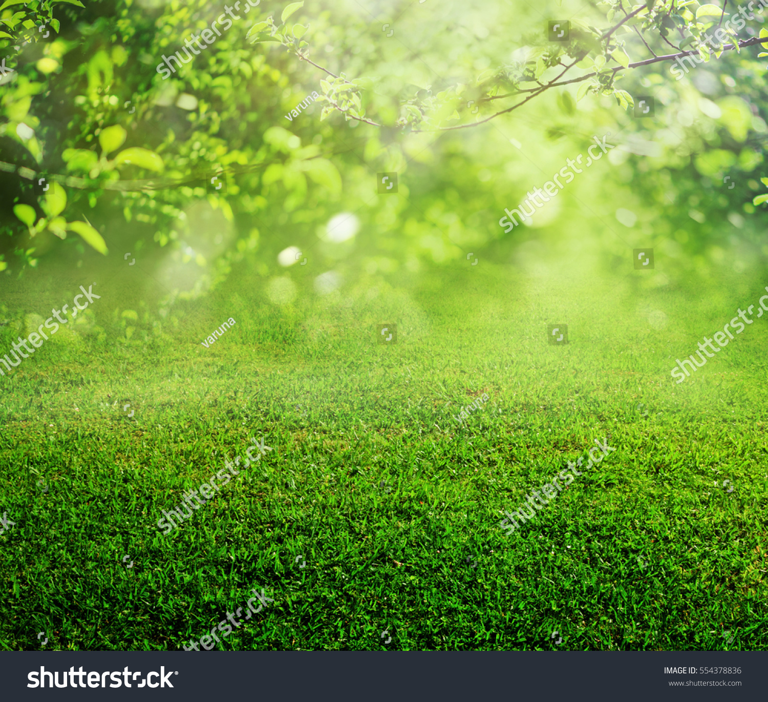 Spring Grass Background Stock Photo 554378836 - Shutterstock