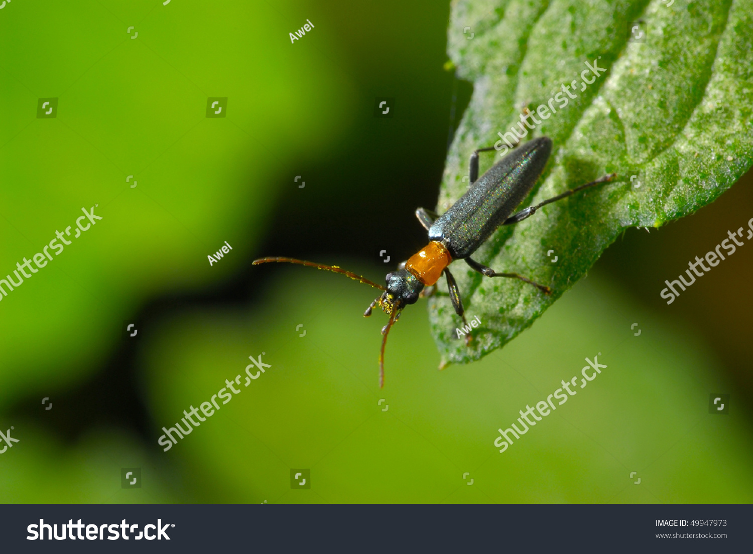 Spring Insect Stock Photo 49947973 : Shutterstock