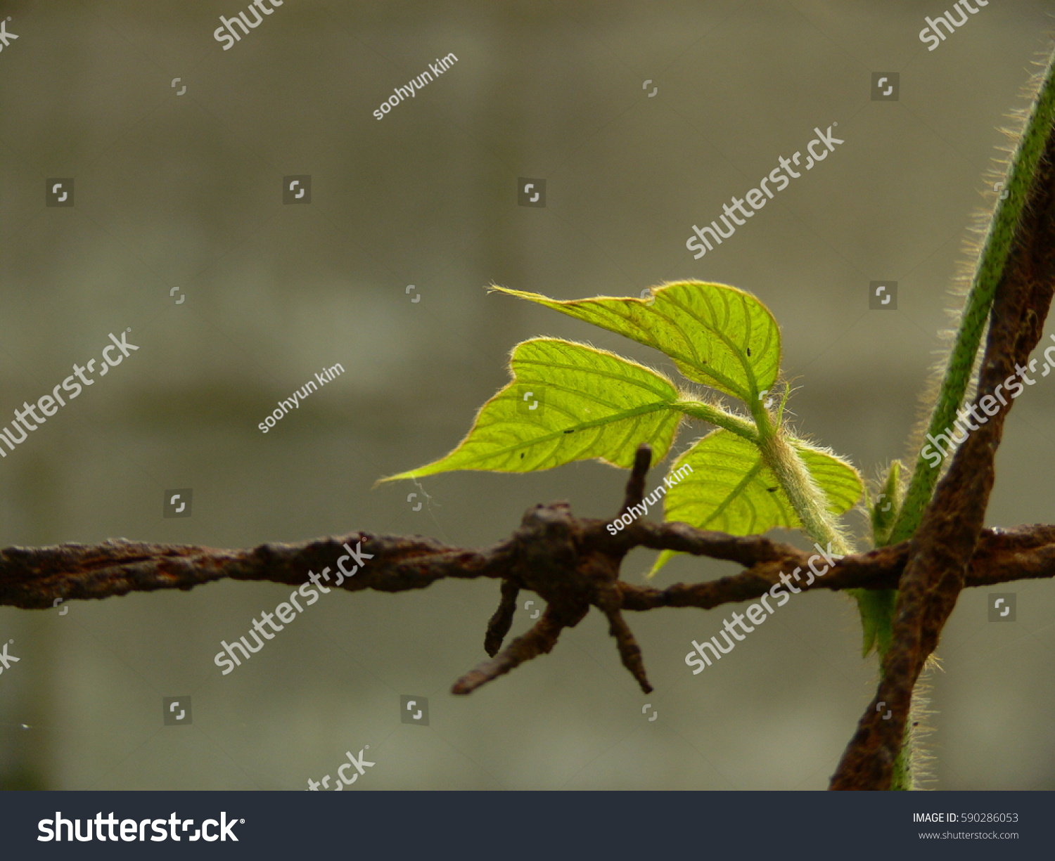 Springsproutwire Stock Photo (Edit Now) 590286053
