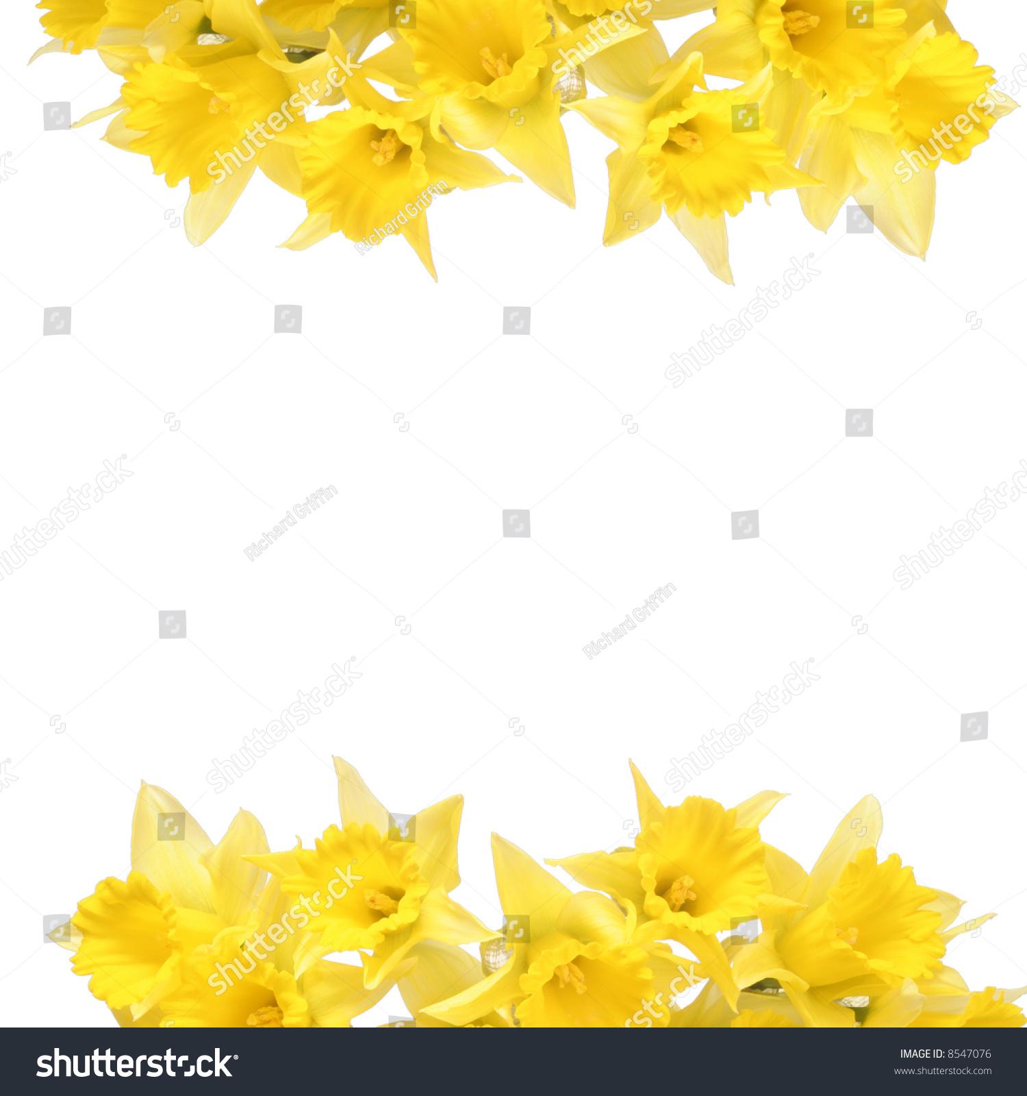 Square Daffodil Frame Fotka: 8547076 - Shutterstock