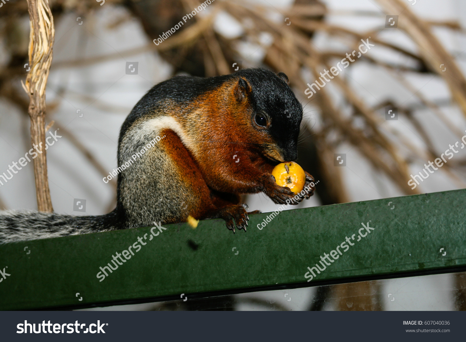Squirrel Eats Fruit Large Plan Stock Photo 607040036 | Shutterstock