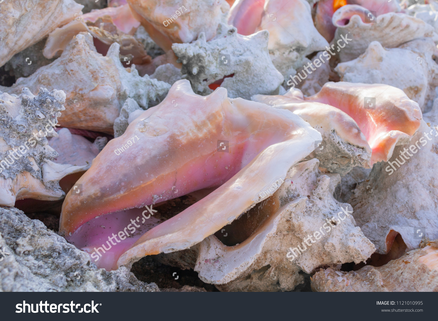12,650 Empty conch shell Images, Stock Photos & Vectors | Shutterstock
