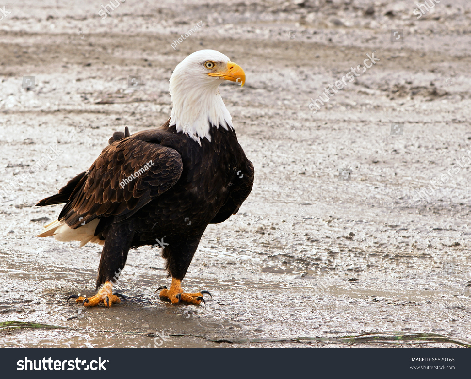 Standing Eagle Stock Photo 65629168 - Shutterstock