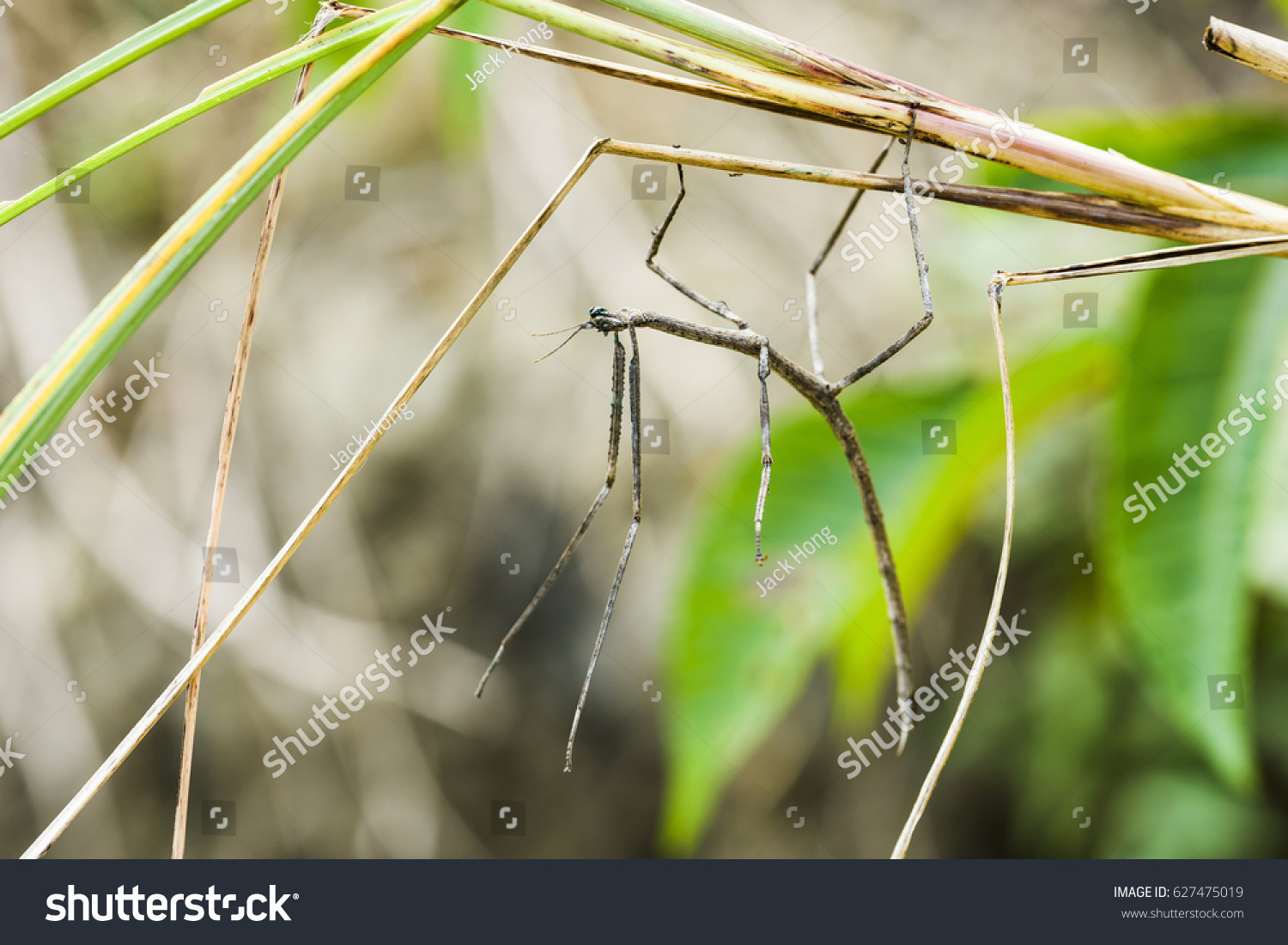 Stick Insect Phasmatodea Stock Photo (Edit Now) 627475019