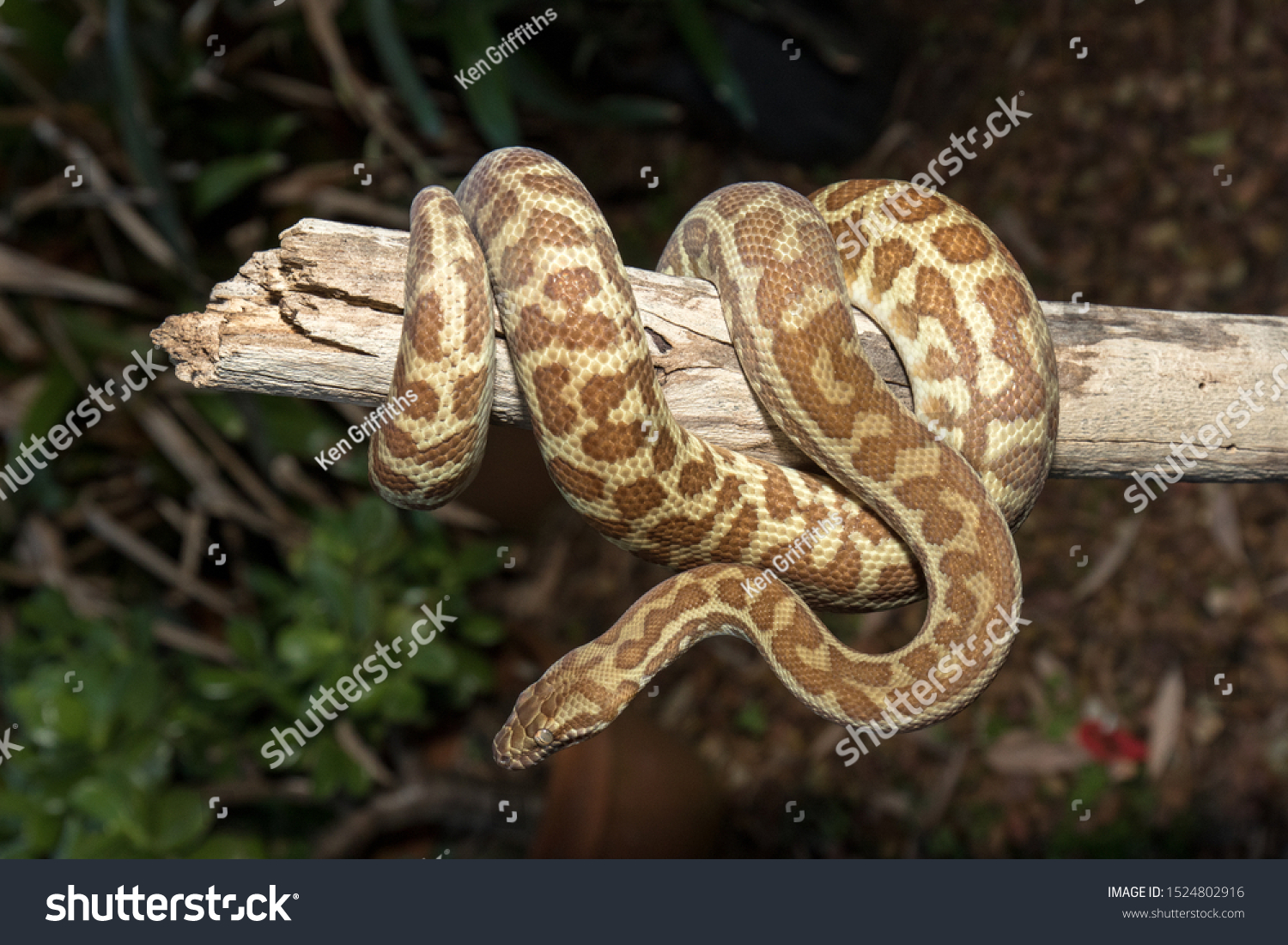 41 imágenes de Stimson python - Imágenes, fotos y vectores de stock ...
