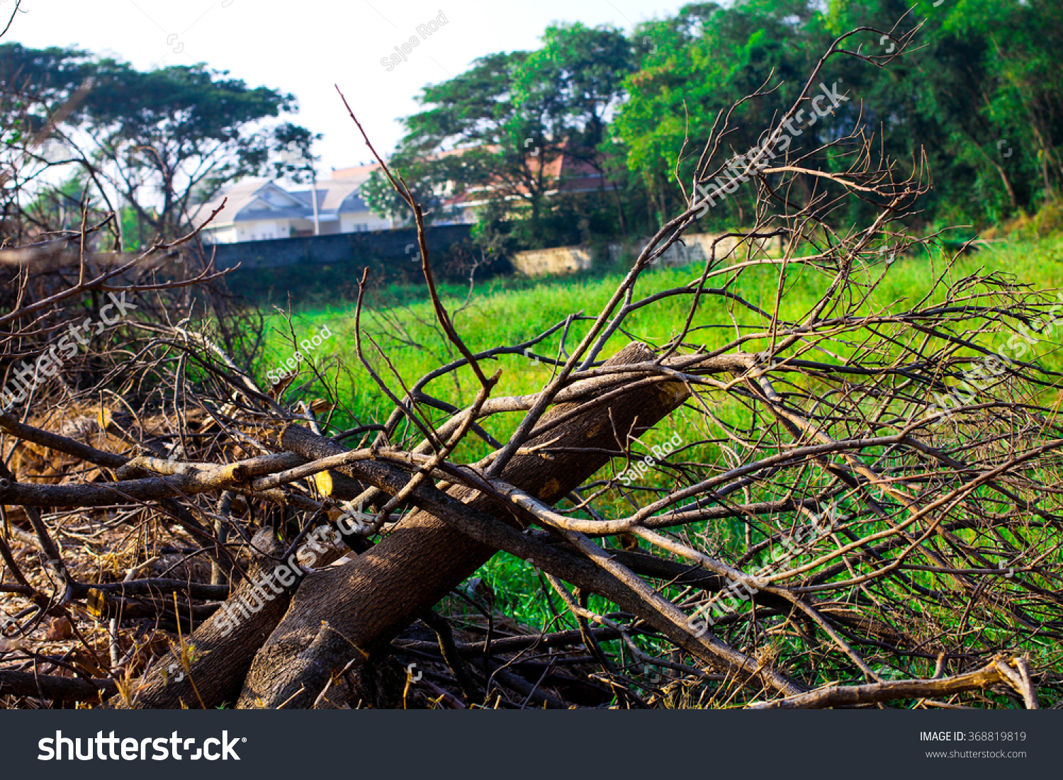 Stop Cutting Trees Save Environment Stock Photo (Edit Now) 368819819