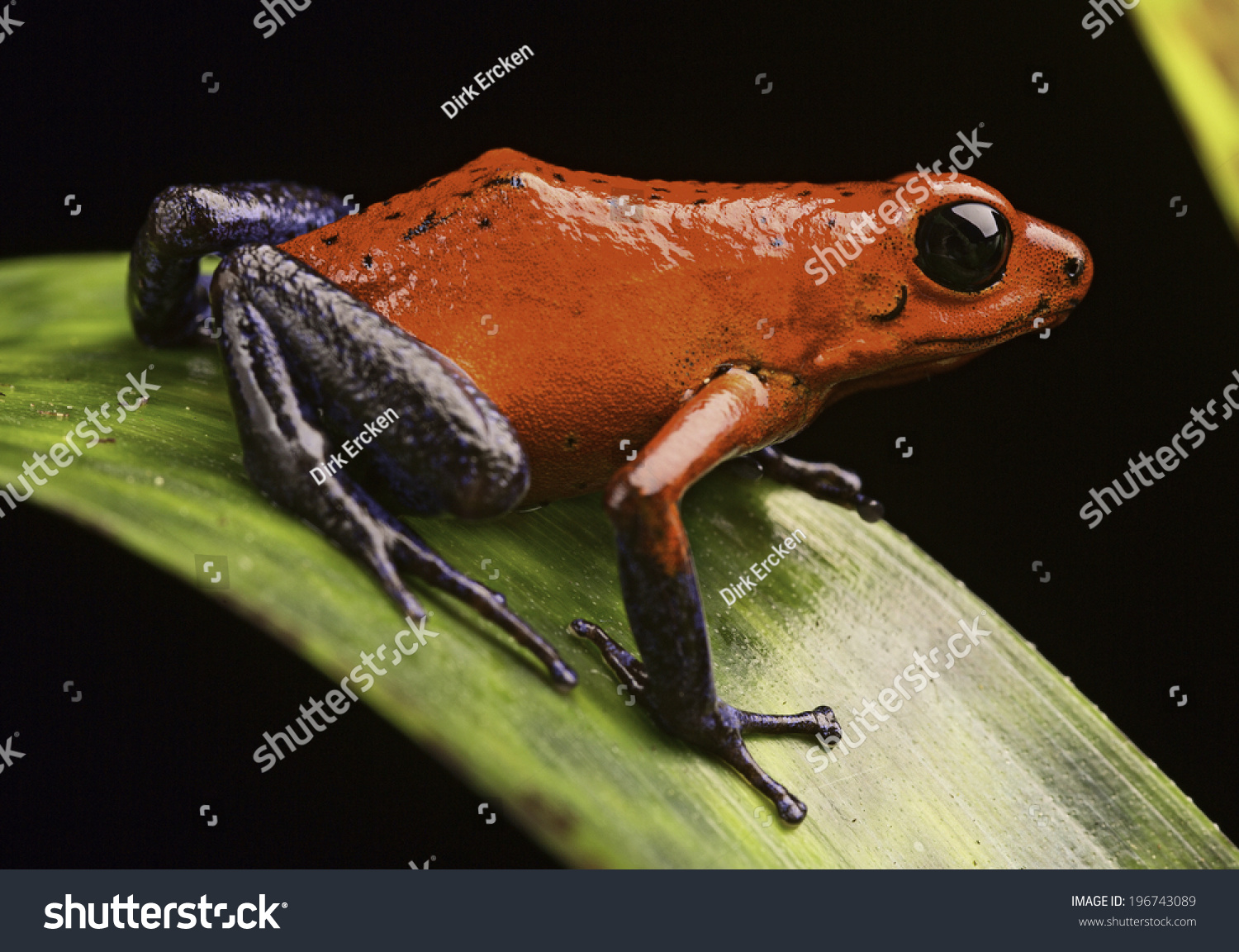 Strawberry Poison Arrow Frog Costa Rica Stock Photo 196743089 ... Strawberry Poison Arrow Frog Costa Rica Stock Photo 196743089 ...