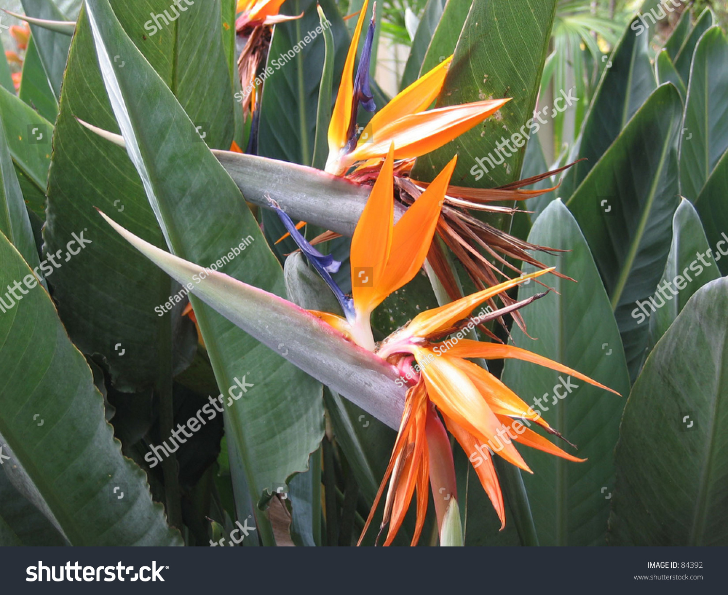 Strelitzia Stock Photo 84392 | Shutterstock