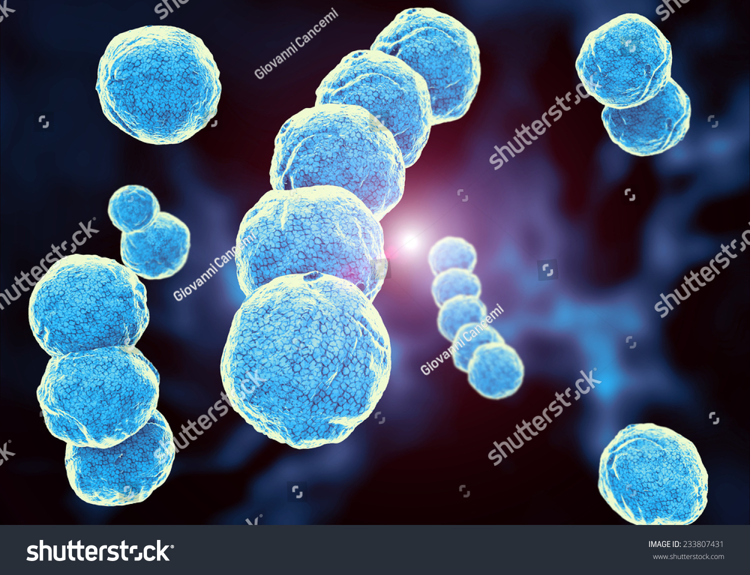 Streptococcus Stock Photo 233807431 : Shutterstock