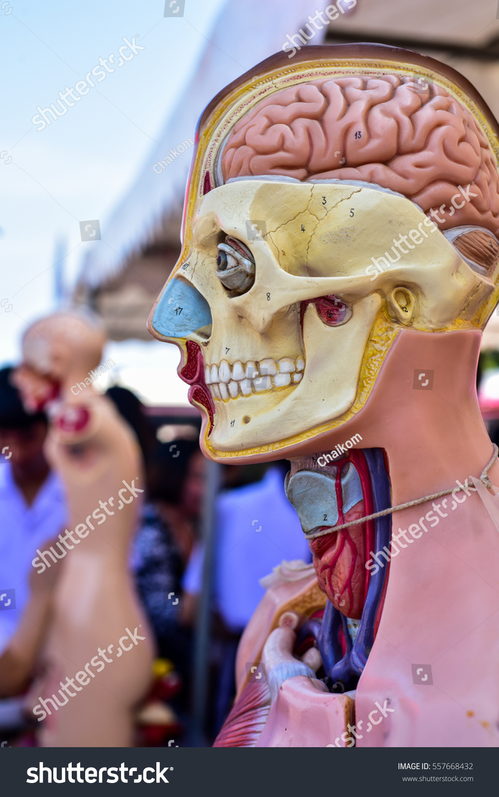 Structure Human Model Learning Stock Photo (Edit Now) 557668432