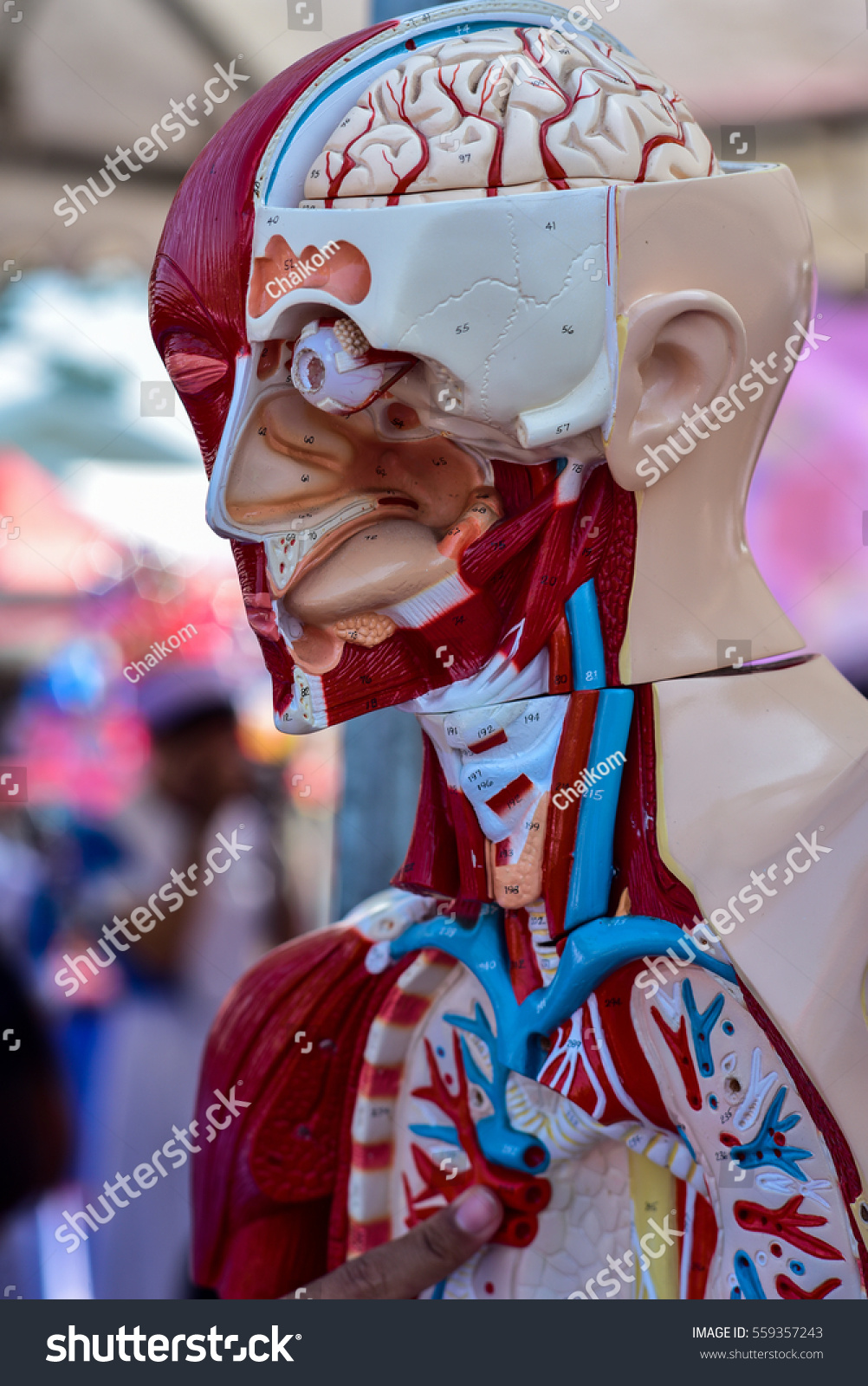 Structure Human Model Learning Stock Photo 559357243 | Shutterstock
