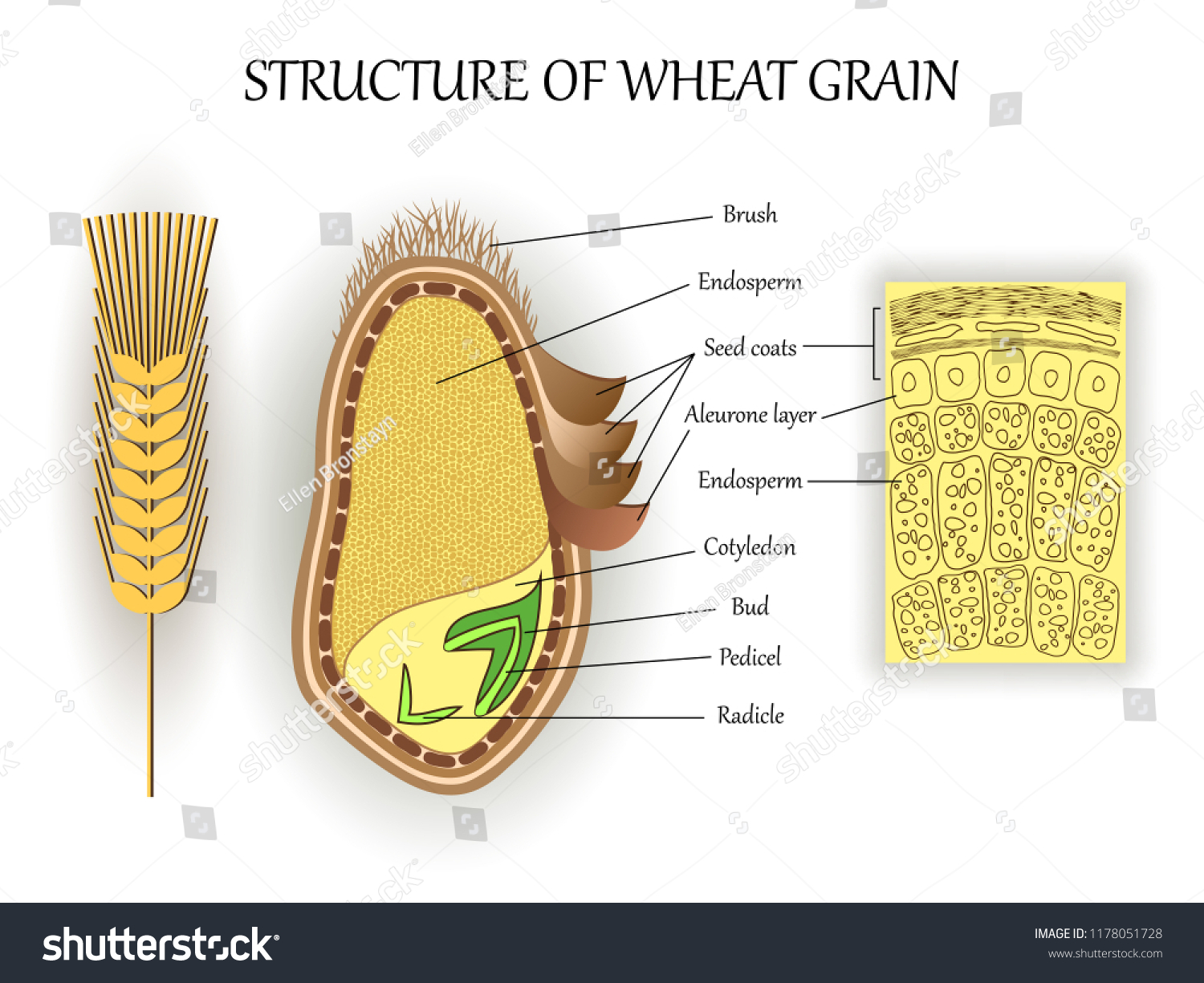 Structure Wheat Seed Grain Cross Infographics Stock Illustration 1178051728 Shutterstock
