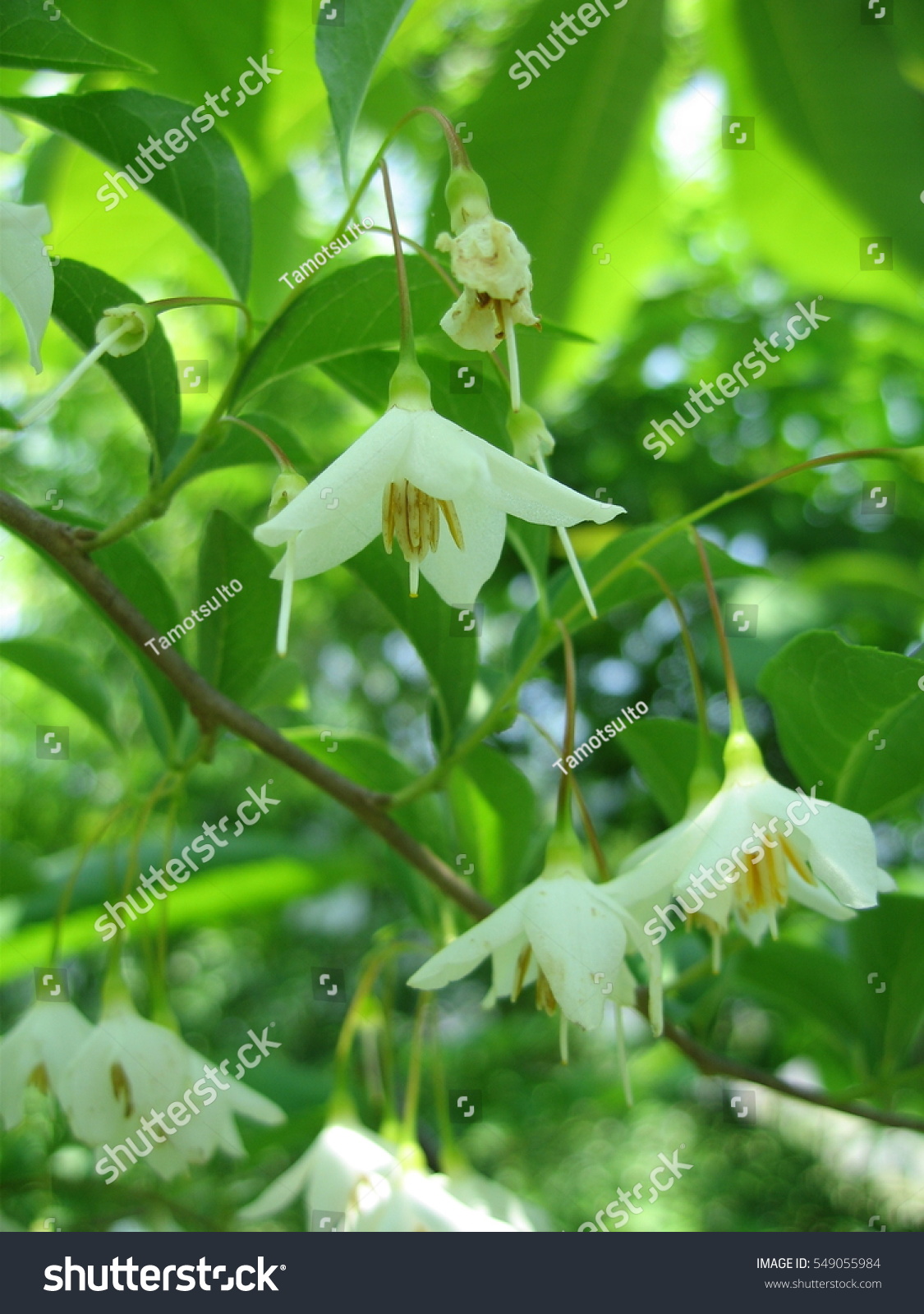 Styrax Stock Photo 549055984 | Shutterstock