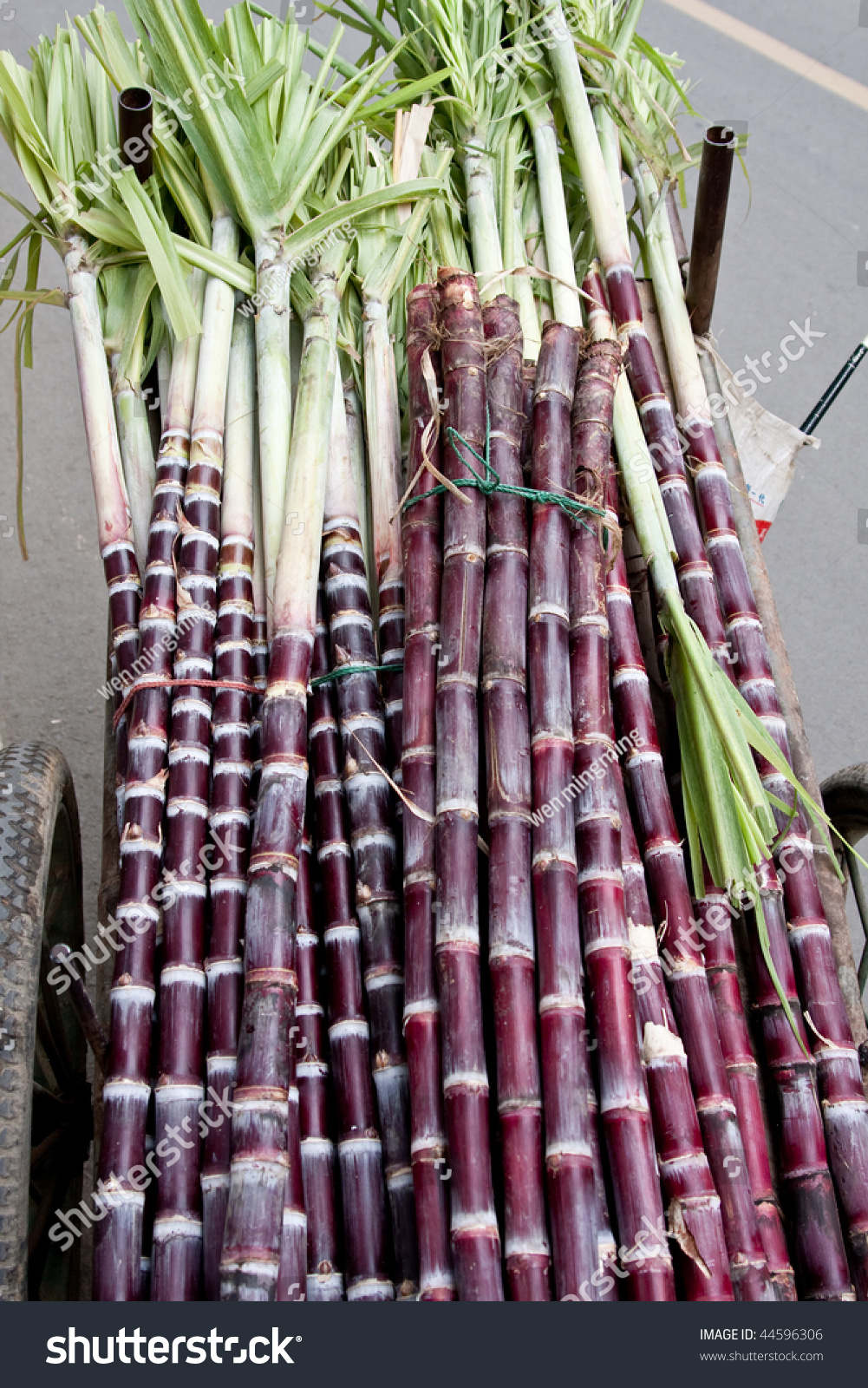 Sugar Cane Stock Photo 44596306 : Shutterstock