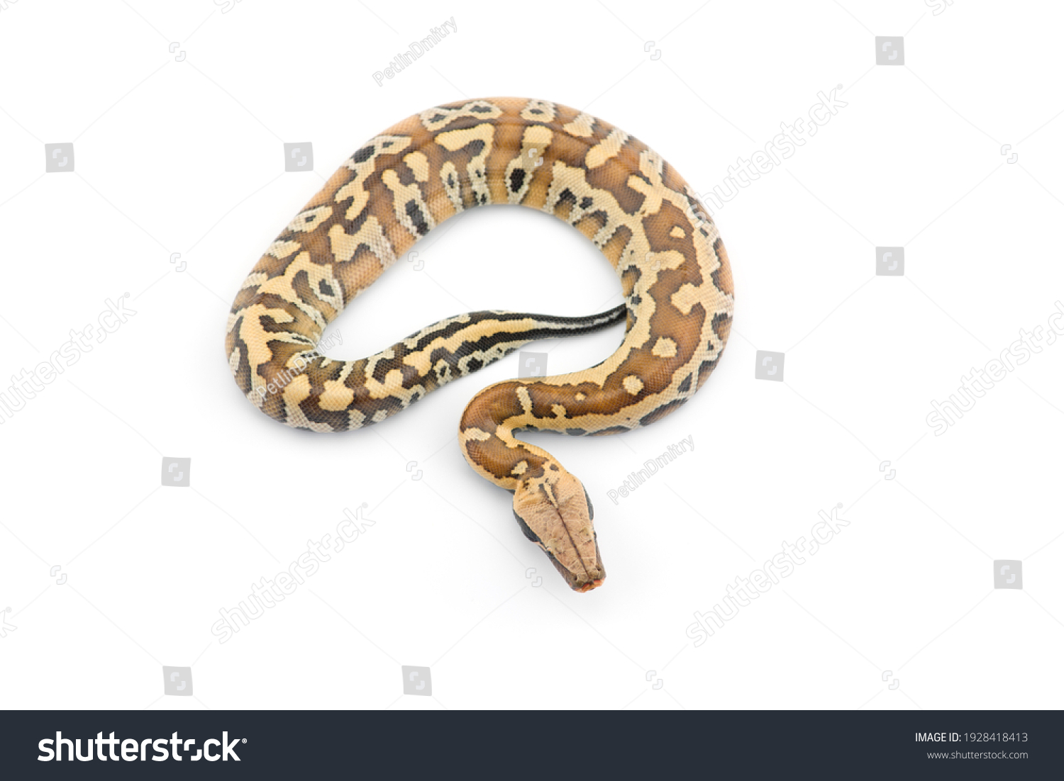 1,724 Short snake Images, Stock Photos & Vectors | Shutterstock
