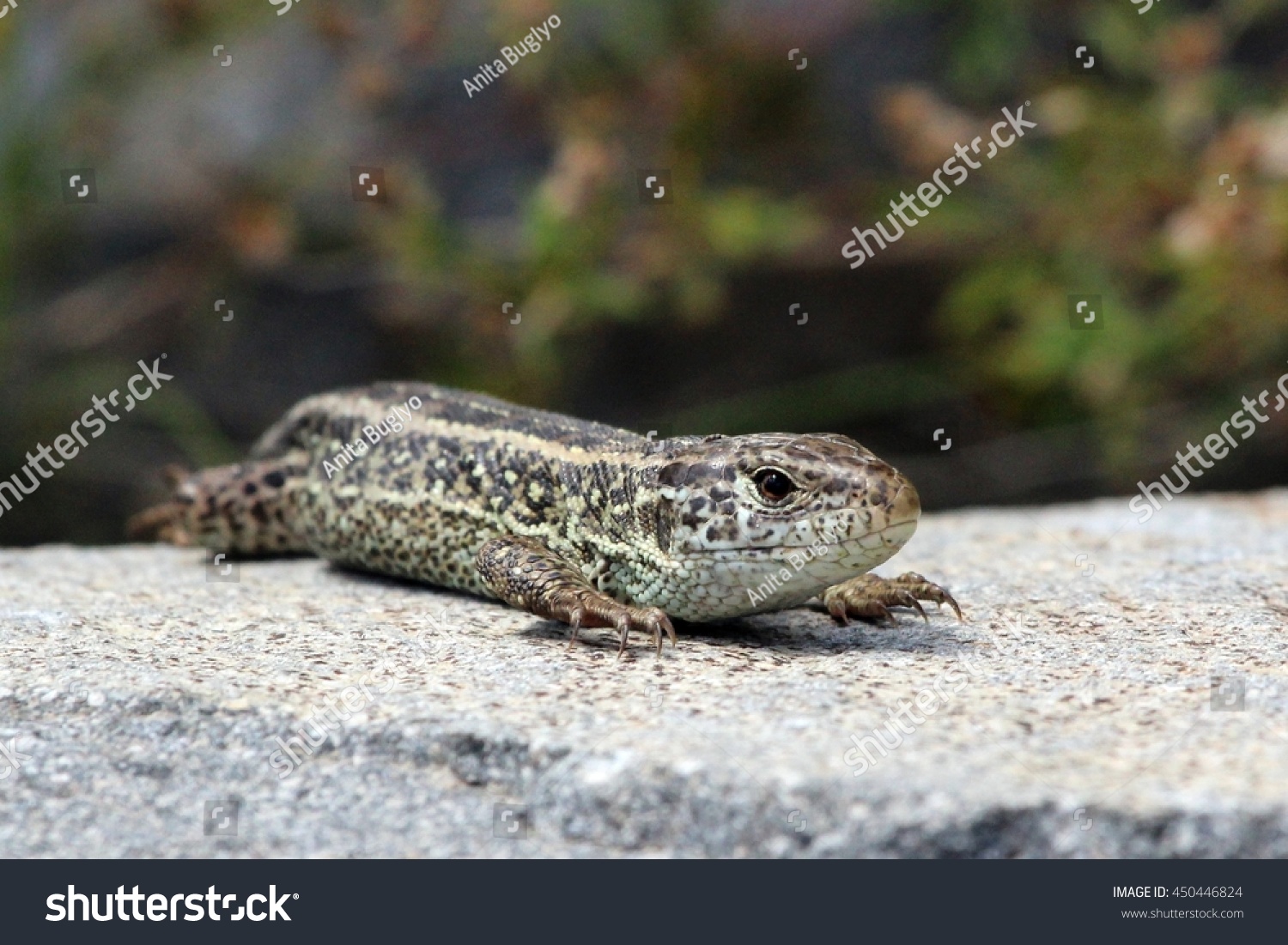 Sunbathing Lizard Stock Photo 450446824 | Shutterstock