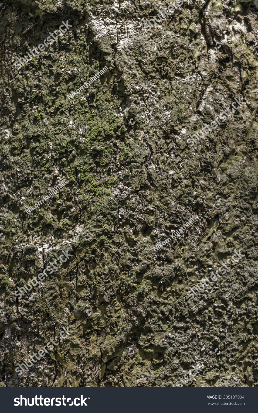 Surface Trunk Background Texture Stock Photo 305137004 | Shutterstock