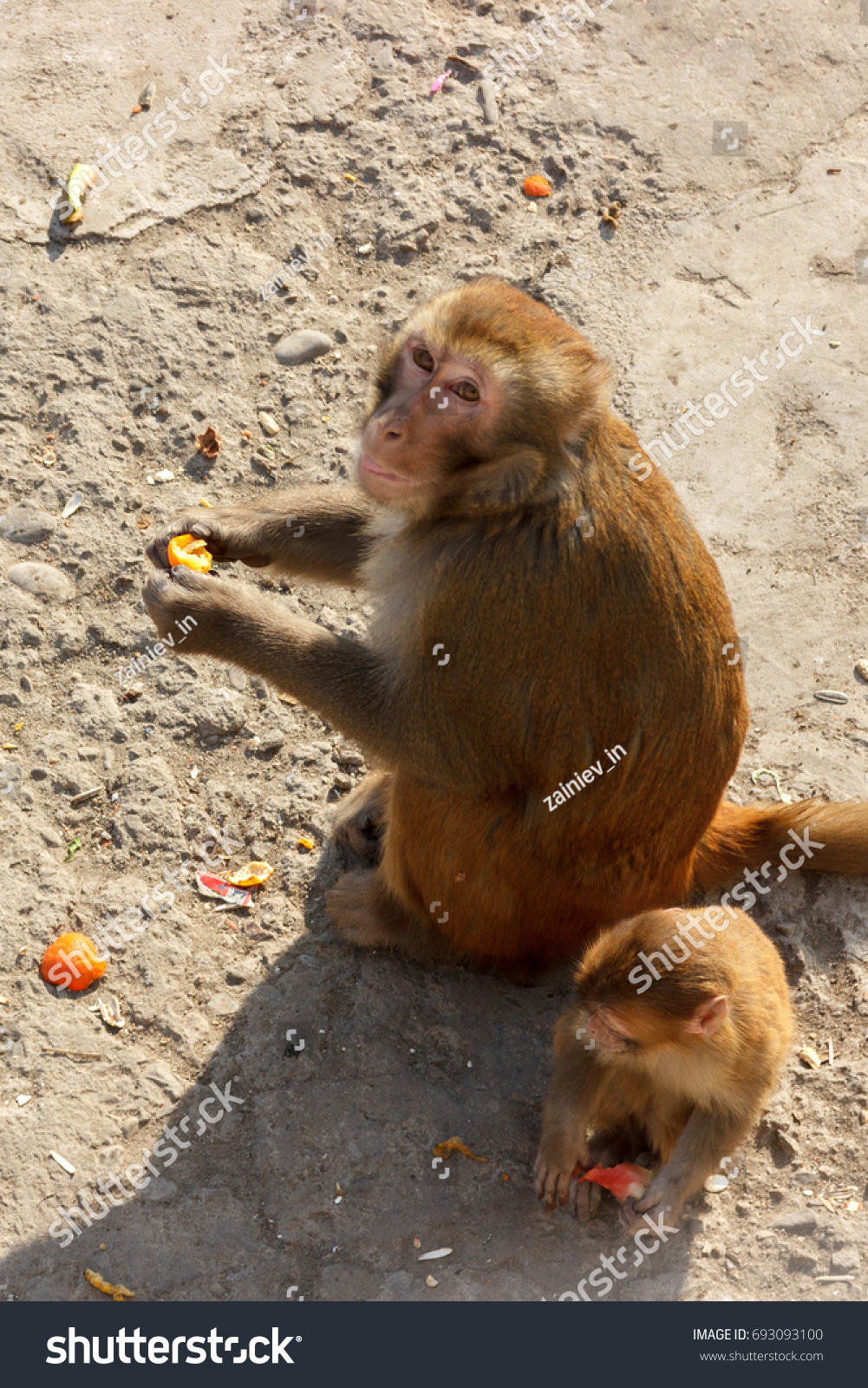 Surprised Monkey Stock Photo 693093100 | Shutterstock