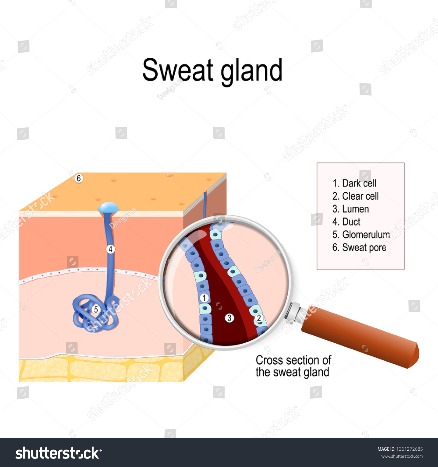 Ilustrasi Stok Sweat Gland Crosssection Human Skin Sweat 1361272685 Shutterstock