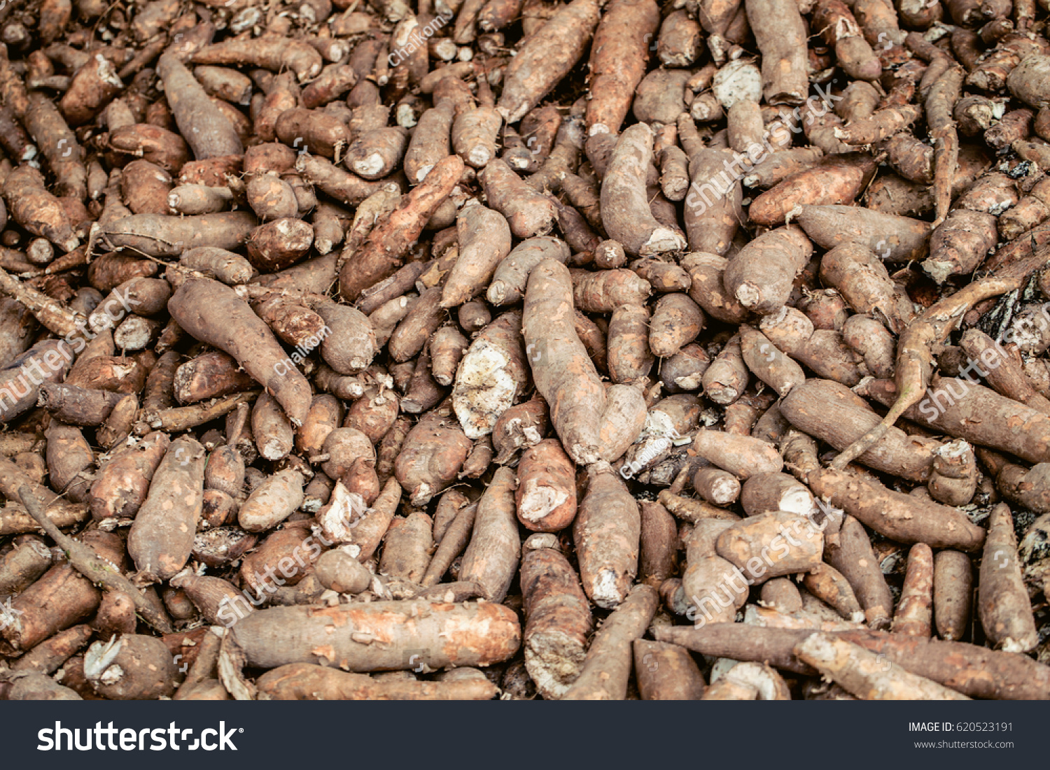 Tapioca Rootcassava Stock Photo (Edit Now) 620523191