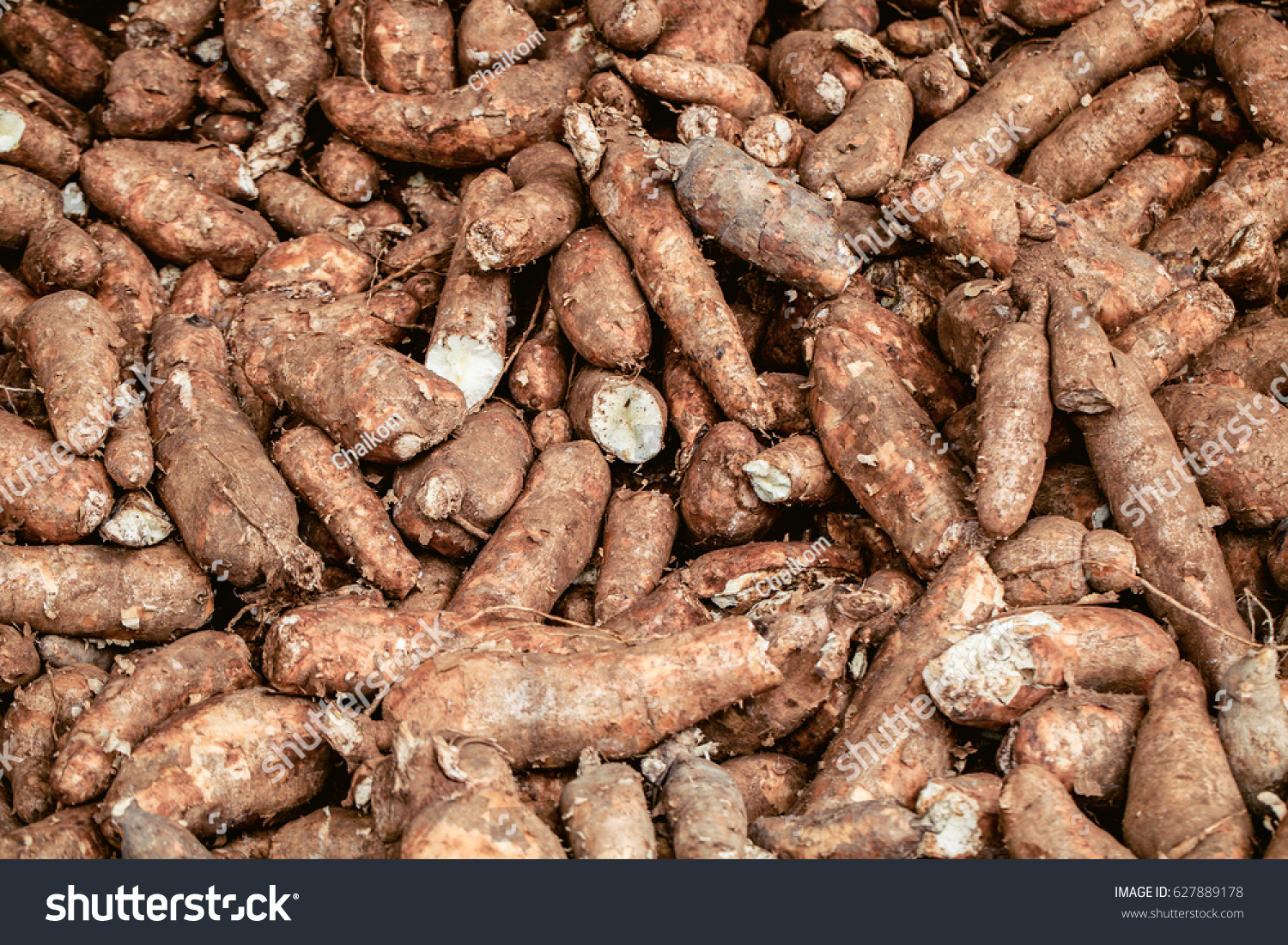 Tapioca Rootcassava Foto de stock 627889178 | Shutterstock