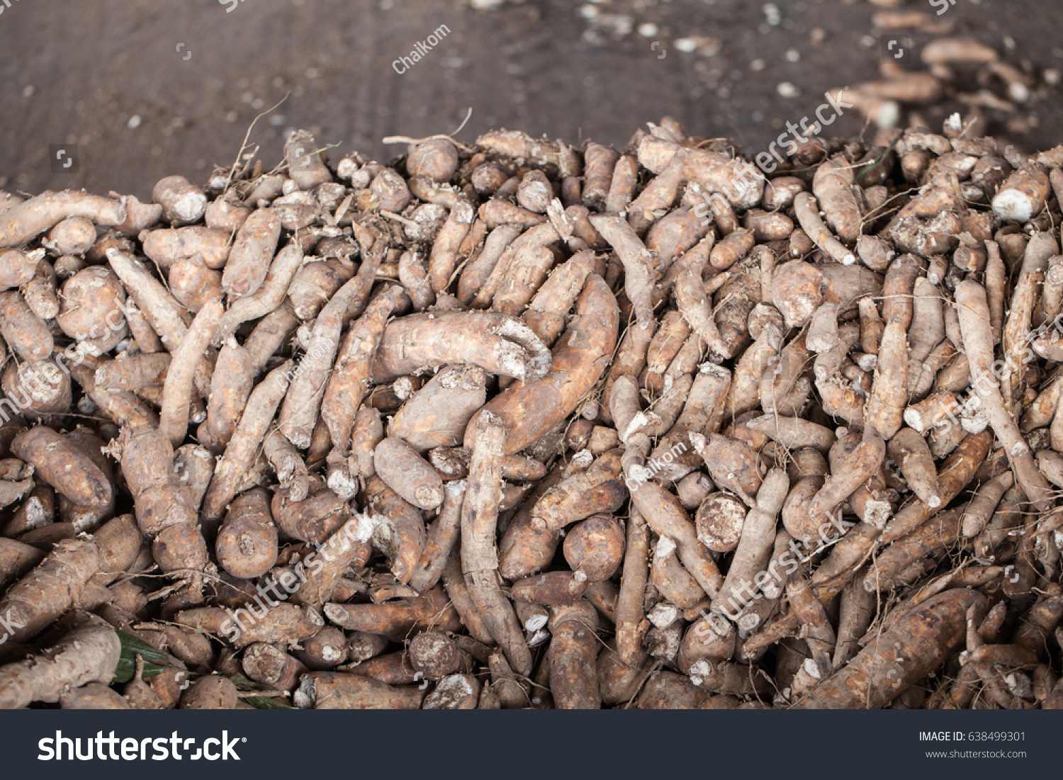 Tapioca Rootcassava 스톡 사진 638499301 | Shutterstock