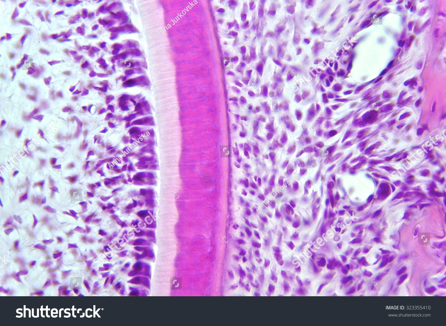 Teeth Structures Development Embryology Stock Photo 323355410 ...